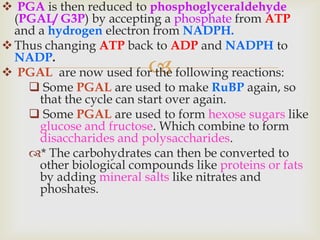 Photosynthesis slides | PPT