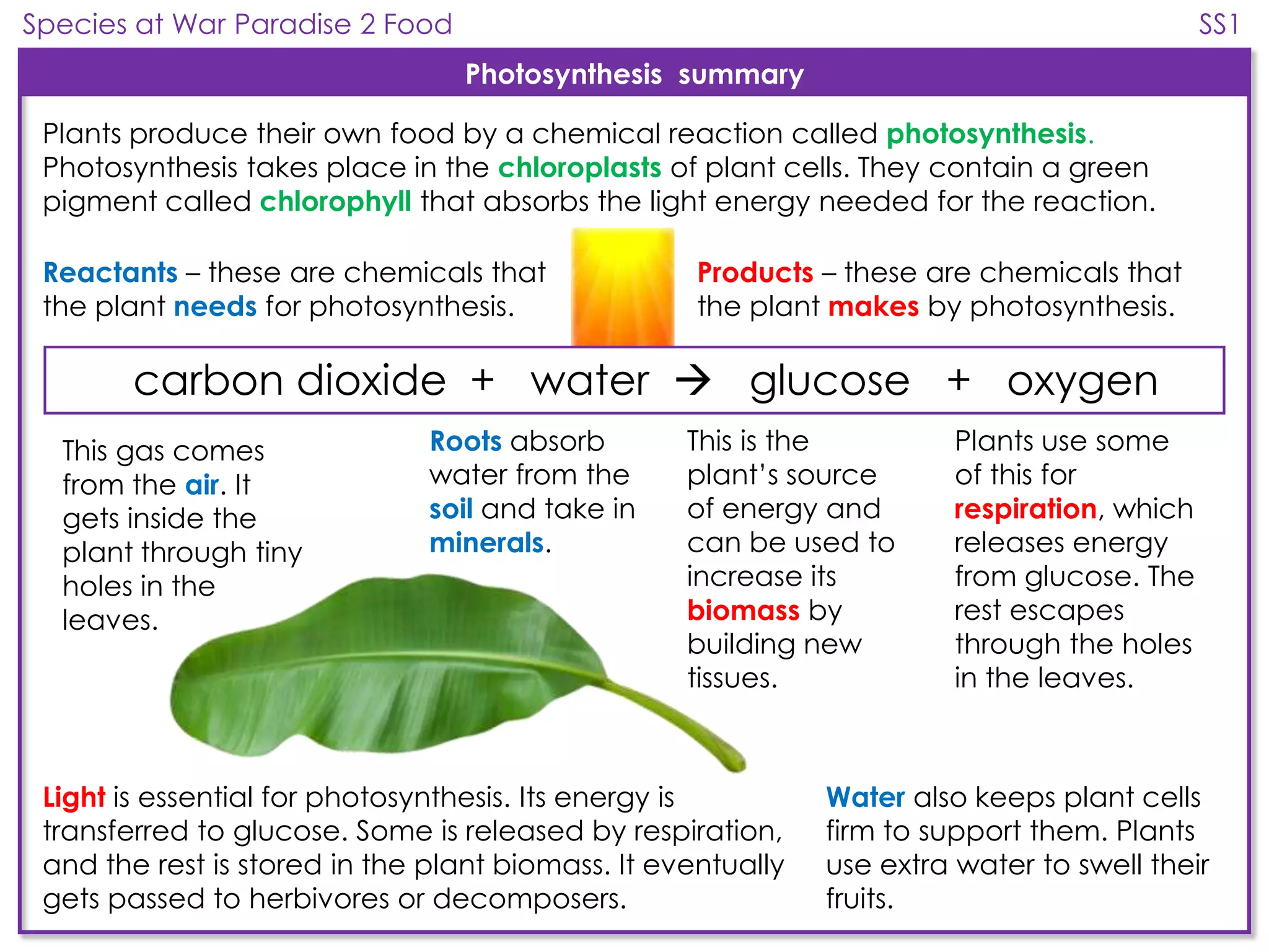 Photosynthesis summary | PPT