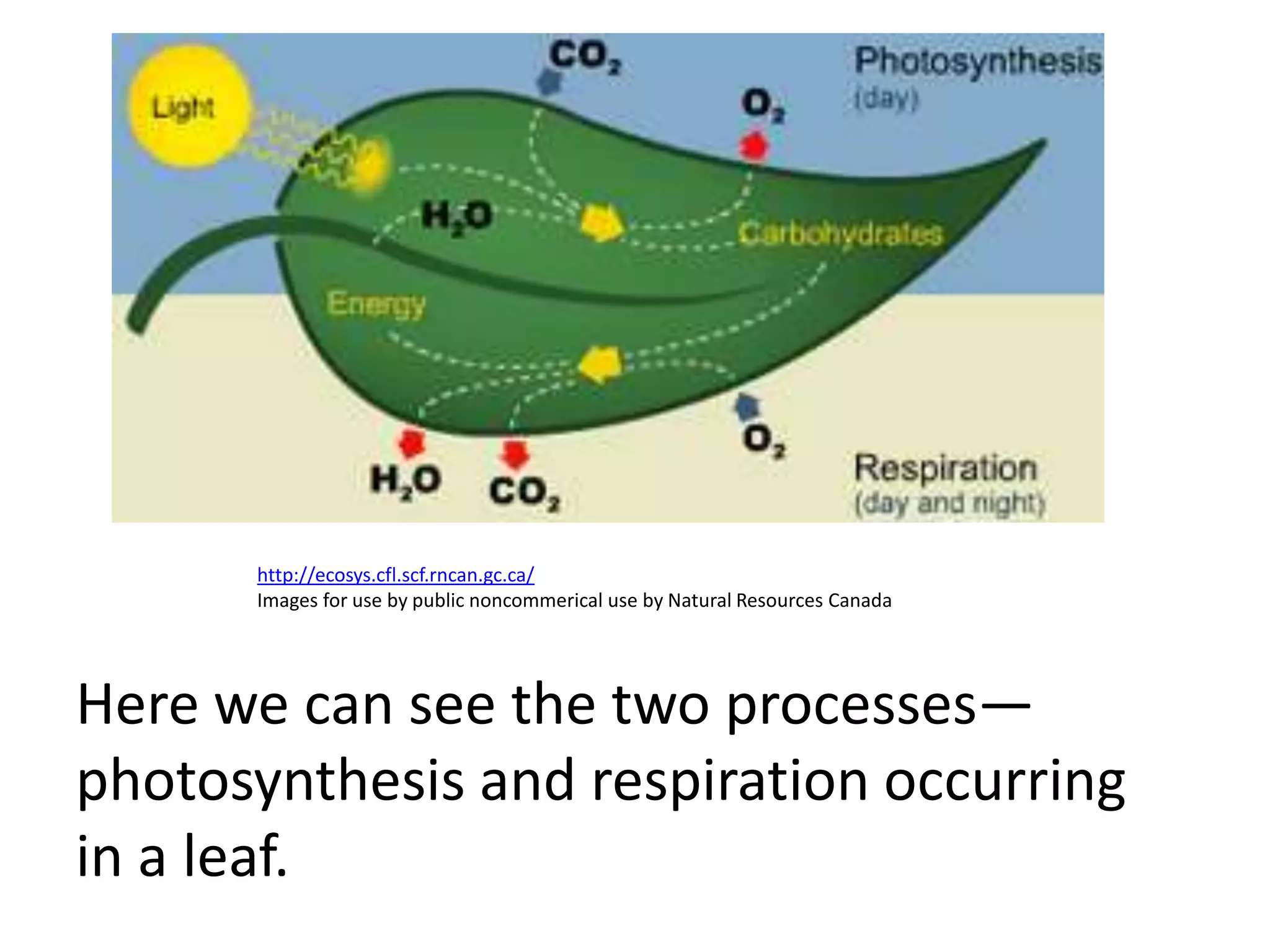Photosynthesis (teach) | PPTX