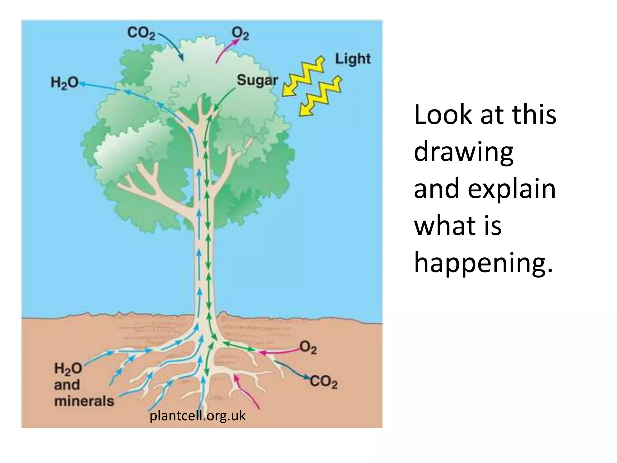 Photosynthesis (teach) | PPTX