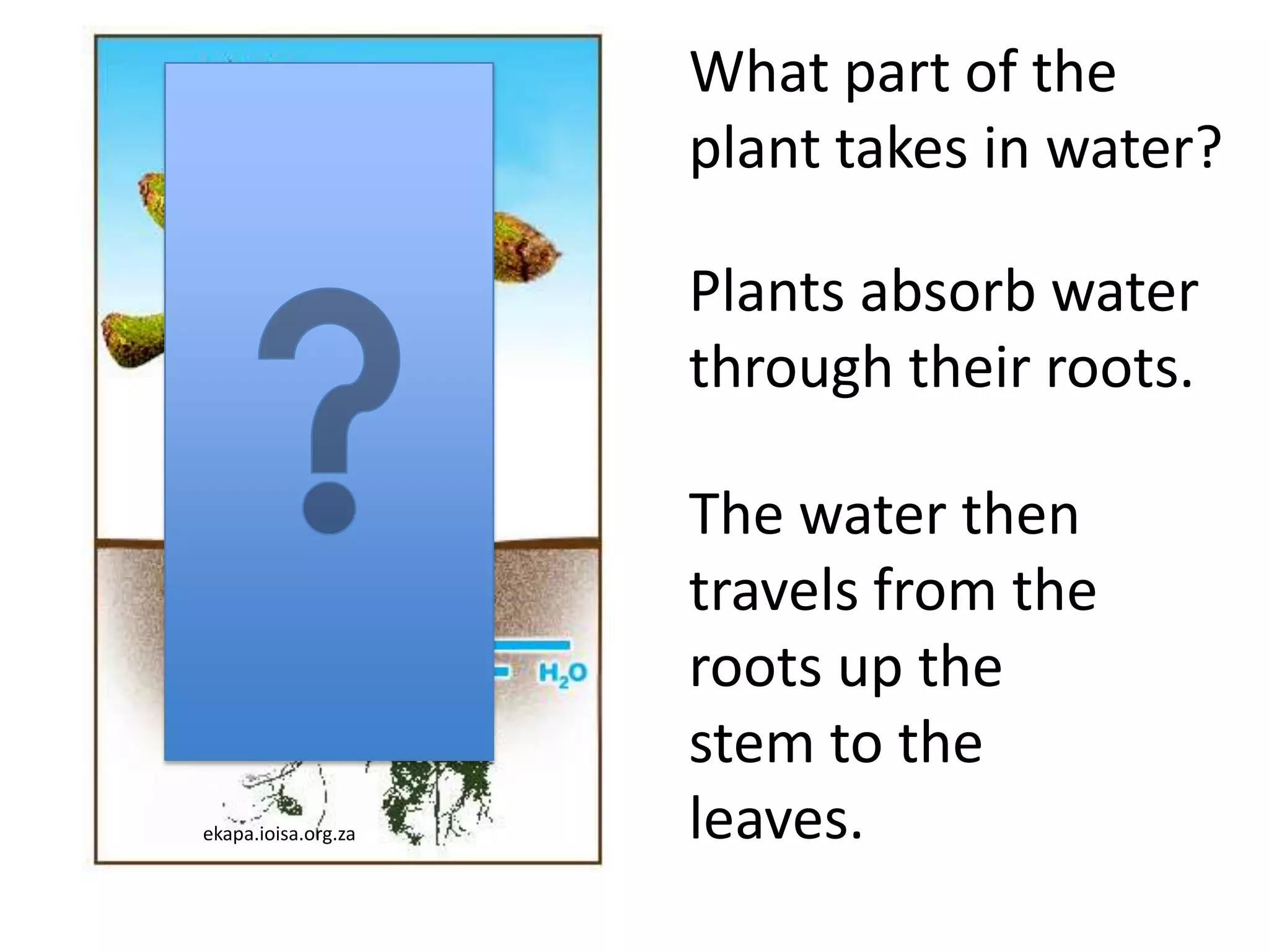 Photosynthesis (teach) | PPTX