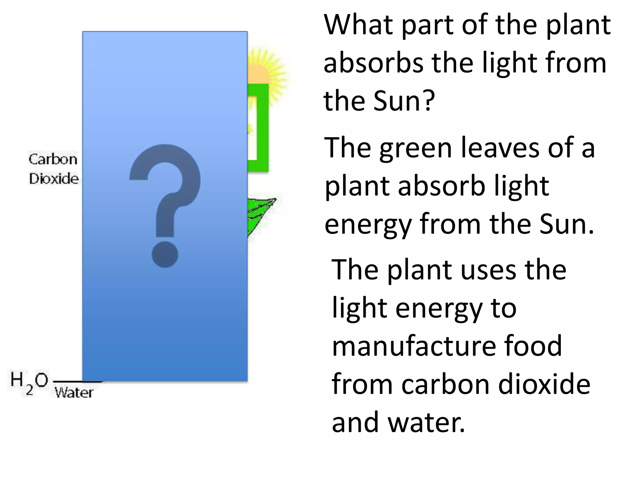 Photosynthesis (teach) | PPTX
