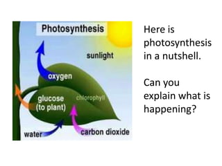 Photosynthesis (teach) | PPTX