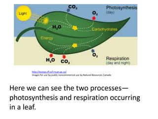 Photosynthesis (teach) | PPTX