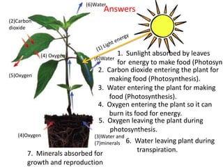 Photosynthesis (teach) | PPTX