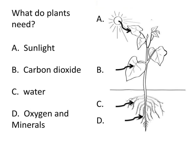 Photosynthesis (teach) | PPTX | Gardening | Home & Garden