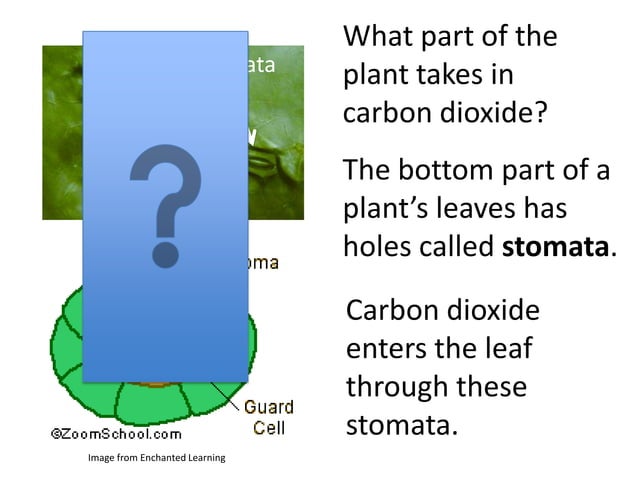 Photosynthesis (teach) | PPTX | Gardening | Home & Garden