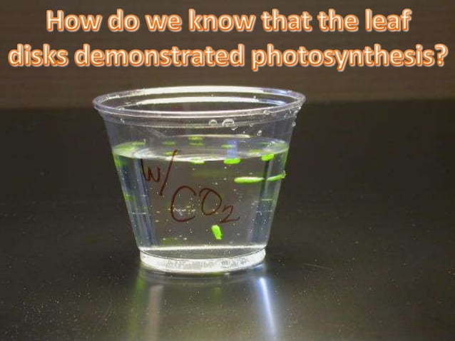 Photosynthesis teach 1 | PPTX