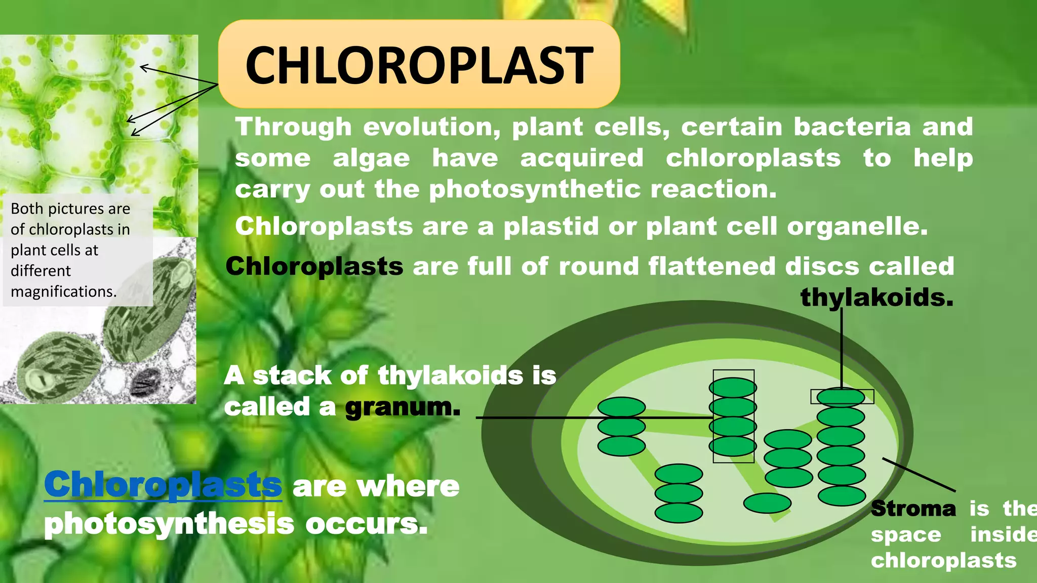 Photosynthesis Topic.pptx | Gardening | Home & Garden