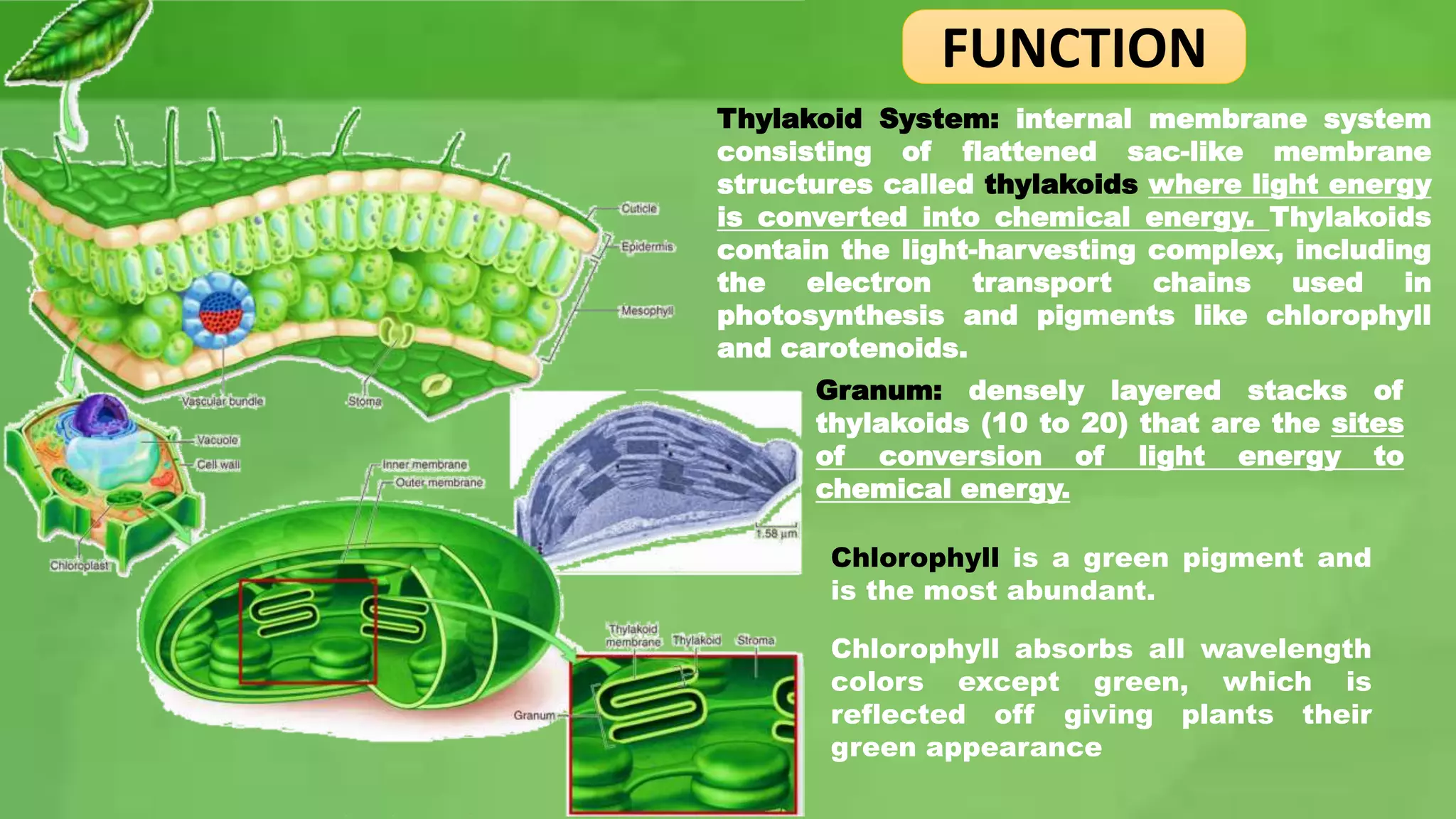 Photosynthesis Topic.pptx | Gardening | Home & Garden