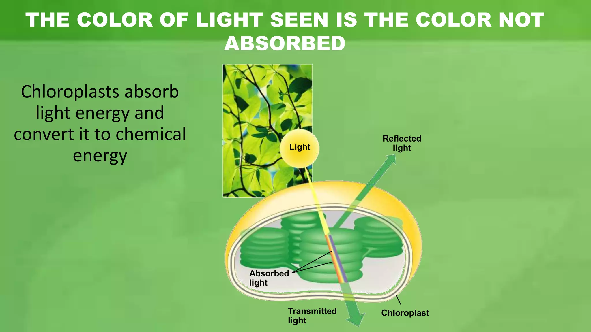Photosynthesis Topic.pptx | Gardening | Home & Garden