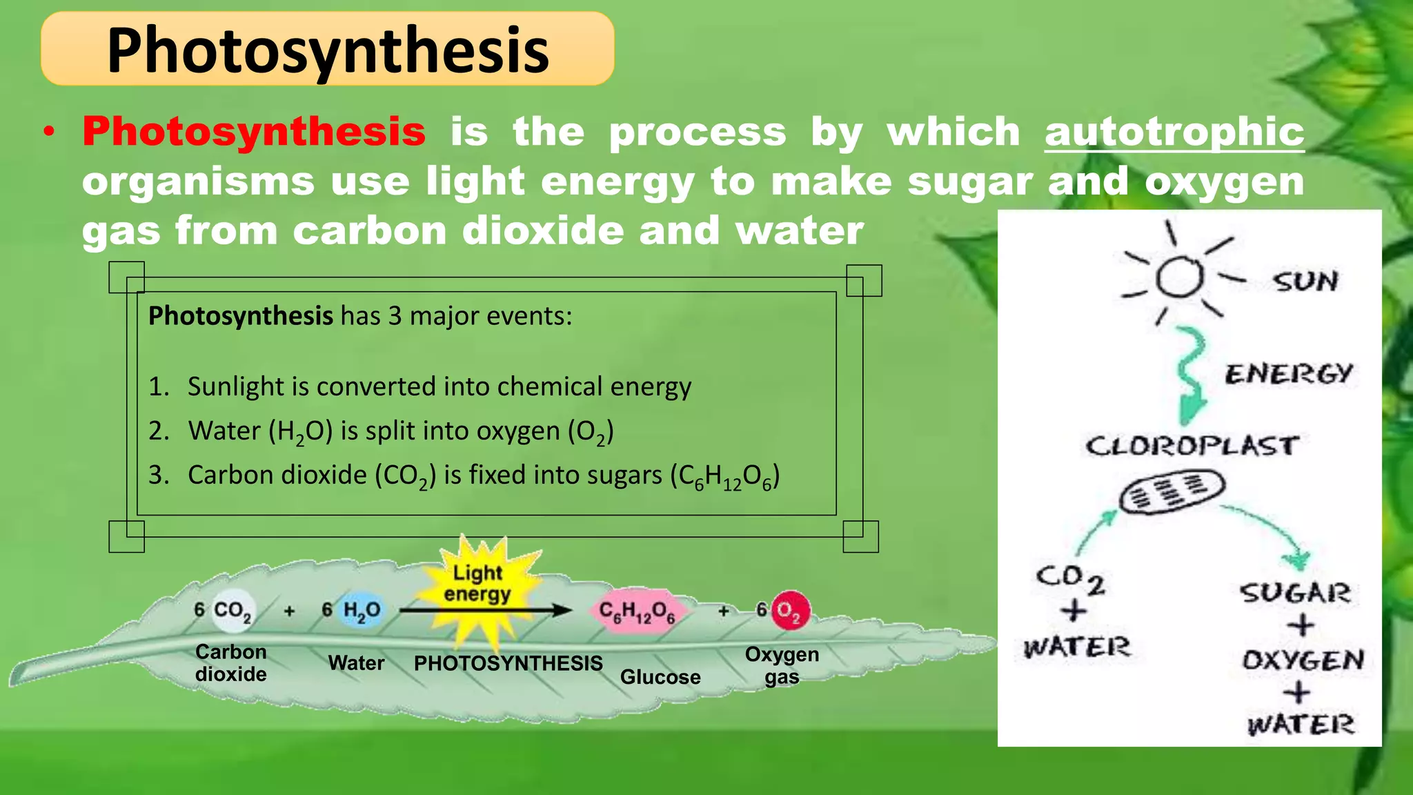 Photosynthesis Topic.pptx | Gardening | Home & Garden