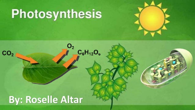 Photosynthesis Topic.pptx | Gardening | Home & Garden