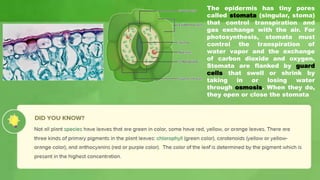 Photosynthesis Topic.pptx | Gardening | Home & Garden