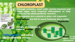 Photosynthesis Topic.pptx