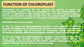 Photosynthesis Topic.pptx