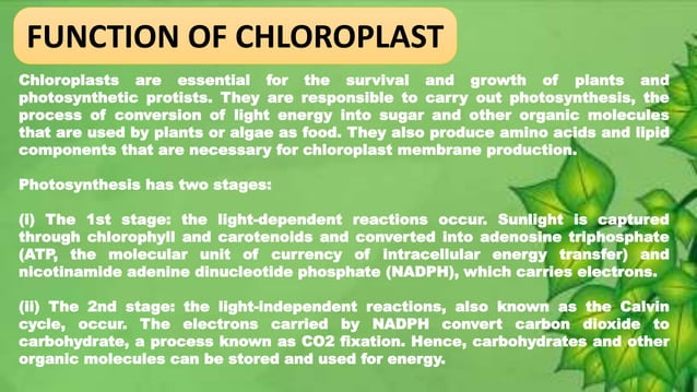 Photosynthesis Topic.pptx | Gardening | Home & Garden