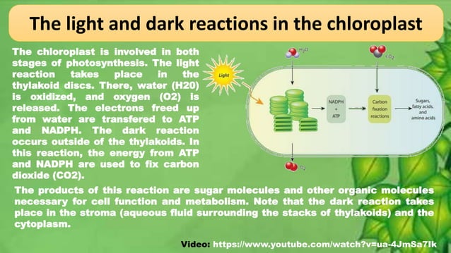 Photosynthesis Topic.pptx | Gardening | Home & Garden