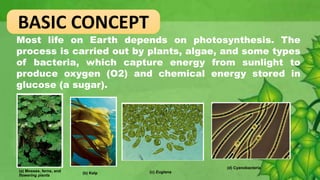 Photosynthesis Topic.pptx | Gardening | Home & Garden
