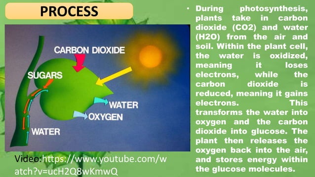 Photosynthesis Topic.pptx | Gardening | Home & Garden