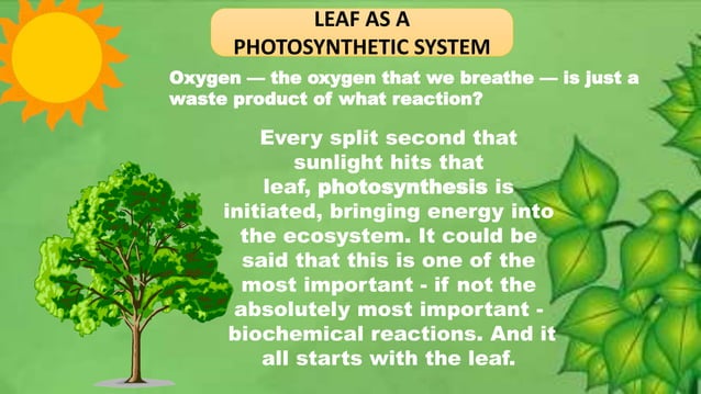 Photosynthesis Topic.pptx | Gardening | Home & Garden