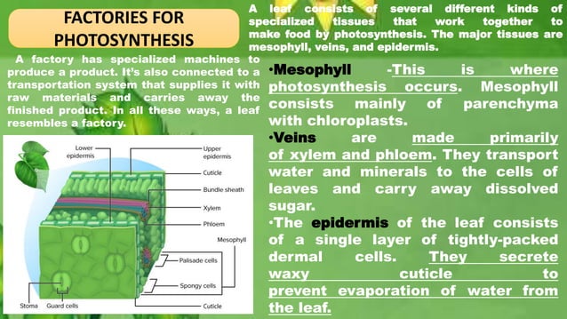 Photosynthesis Topic.pptx | Gardening | Home & Garden