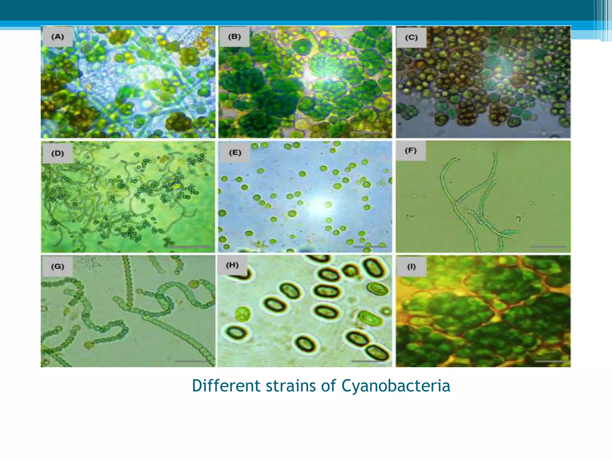 Photosynthesis in bacteria and its types | PPTX