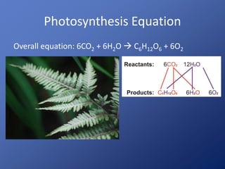 Photosynthesis Updated | PPTX