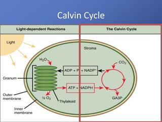 Powerpoint Lecture Notes: Photosynthesis | Biology I