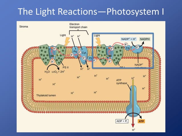 Photosynthesis | PPT