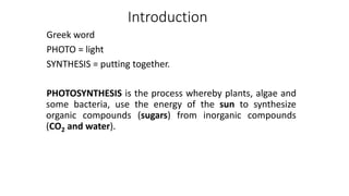 Photosynthesis veg.pptx