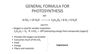 Photosynthesis veg.pptx