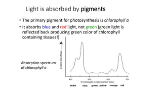 Photosynthesis veg.pptx