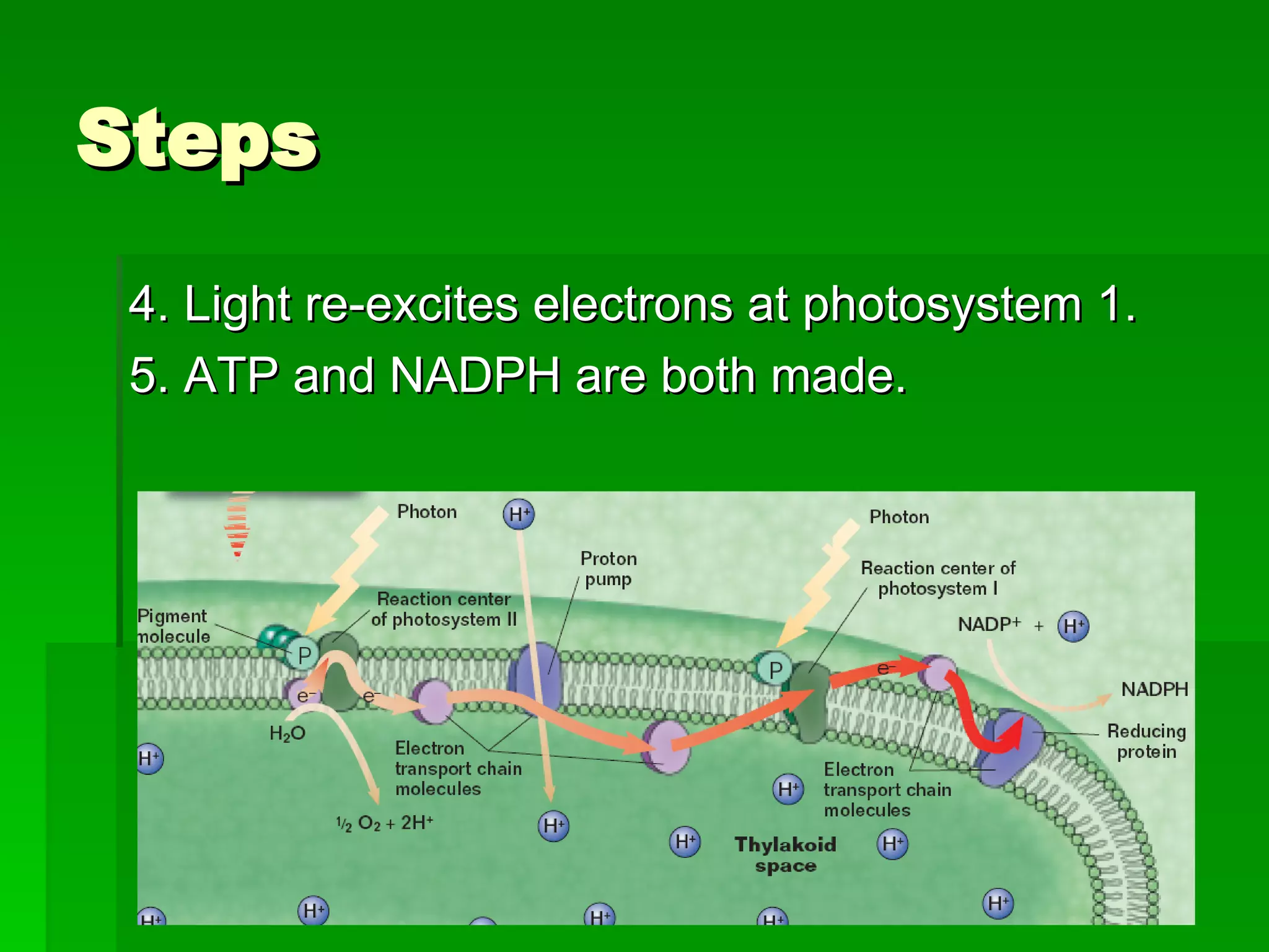 Photosynthesis | PPT | Chemistry | Science