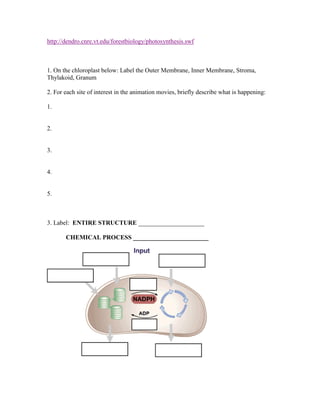 Photosynthesis web page 1 | PDF