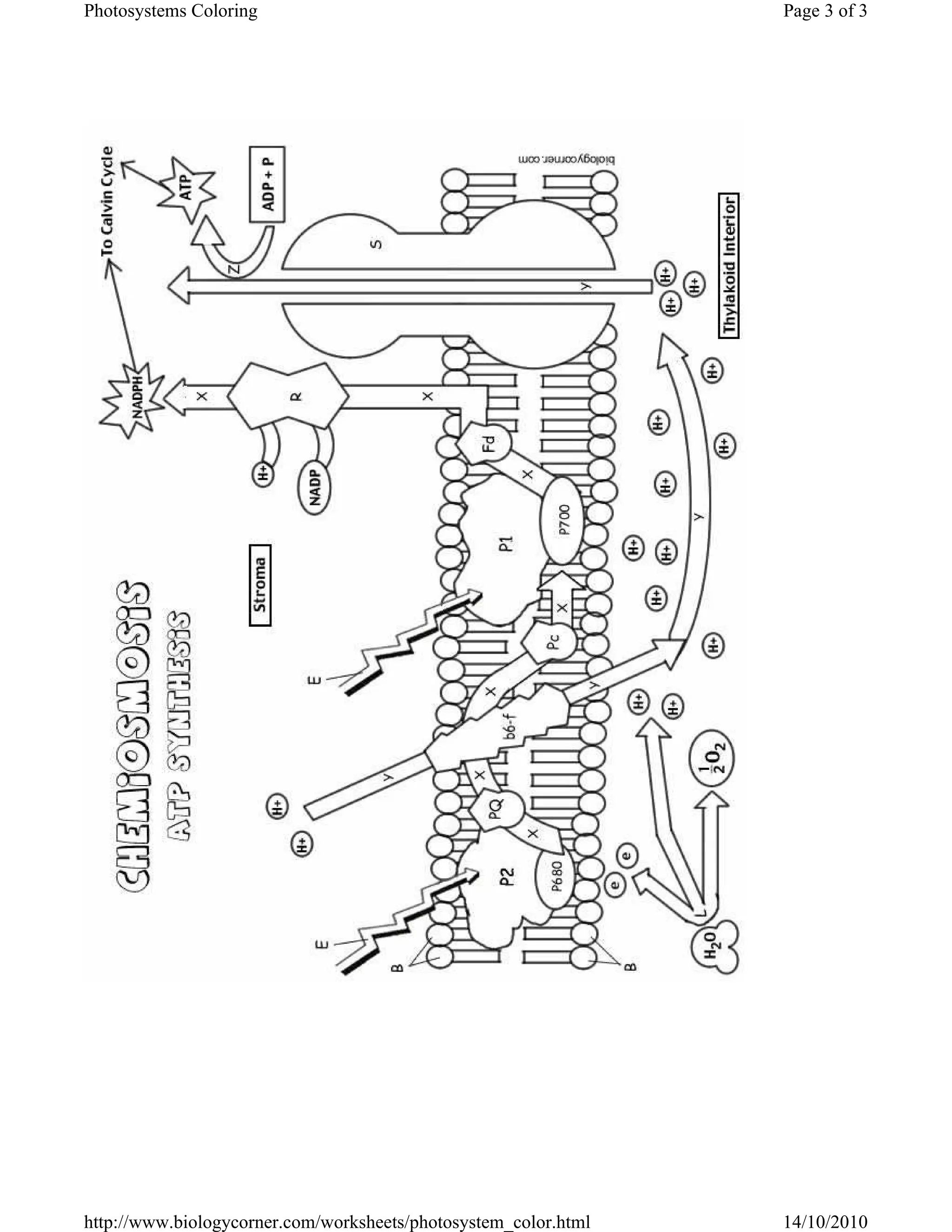 Photosynthesis worksheet | PDF