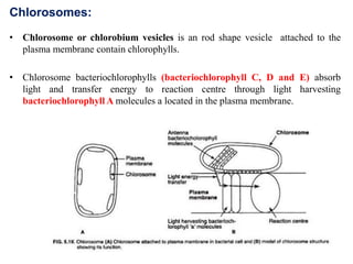 Photosynthetic apparatus in bacteria | PPTX