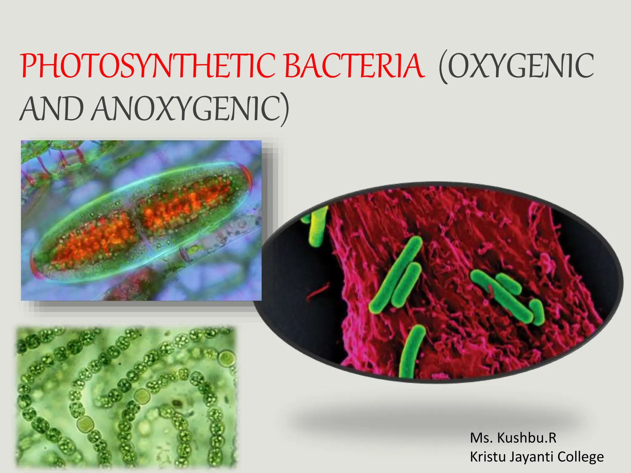 PHOTOSYNTHETIC BACTERIA (OXYGENIC AND ANOXYGENIC) | PPTX
