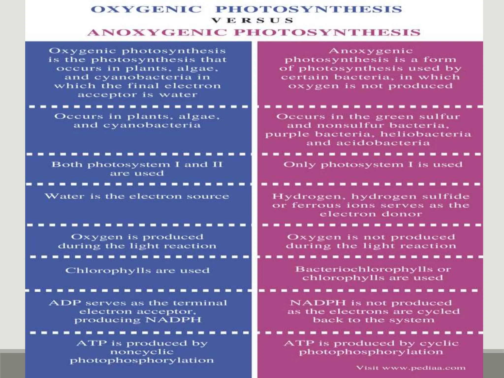 PHOTOSYNTHETIC BACTERIA (OXYGENIC AND ANOXYGENIC) | PPTX