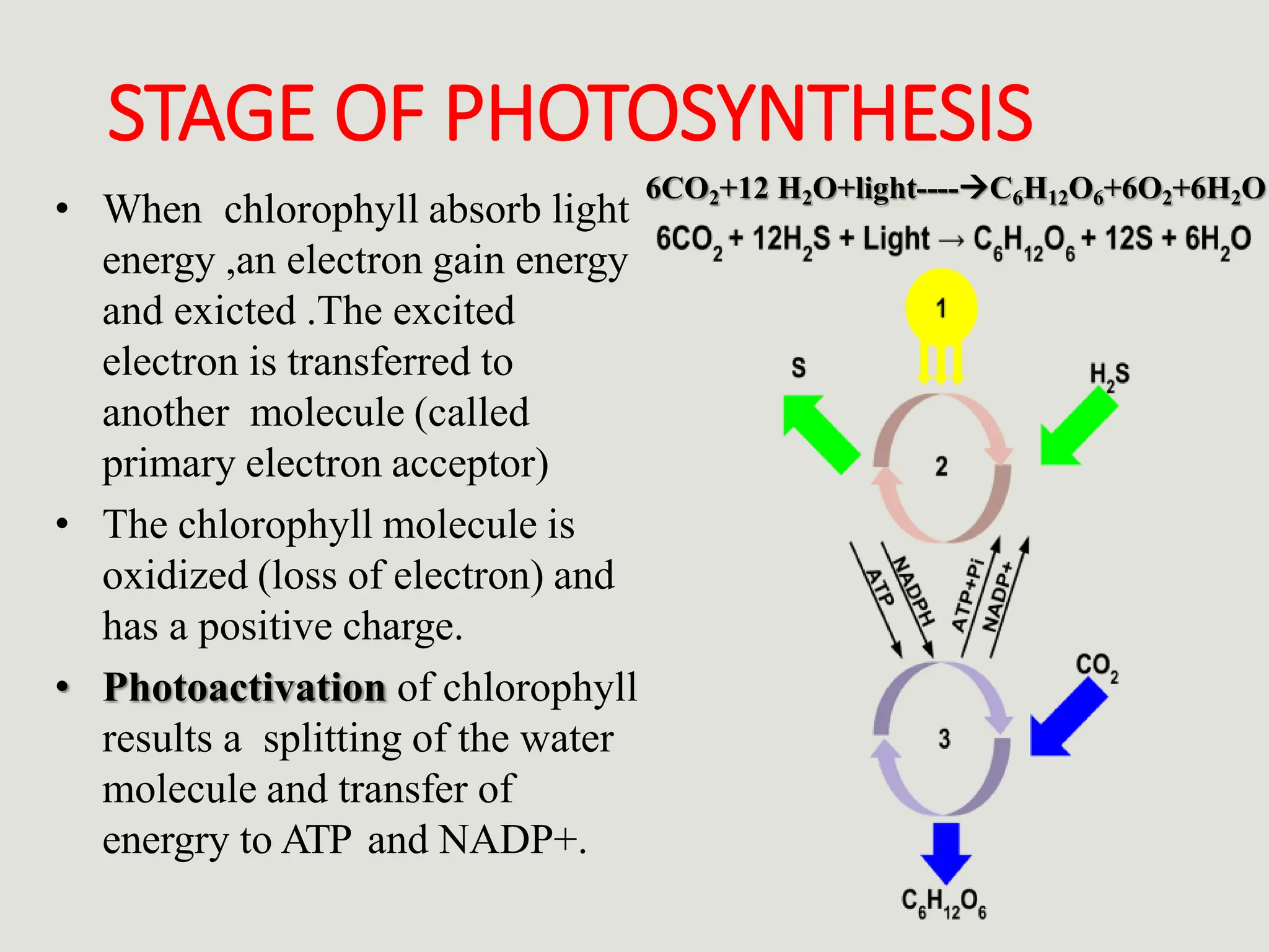 PHOTOSYNTHETIC BACTERIA (OXYGENIC AND ANOXYGENIC) | PPTX