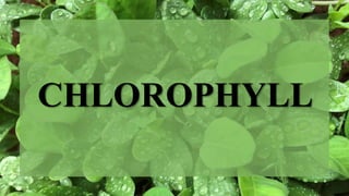 Photosynthetic Pigments | PPTX