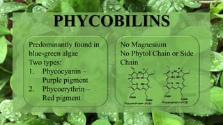 Photosynthetic Pigments | PPTX | Chemistry | Science