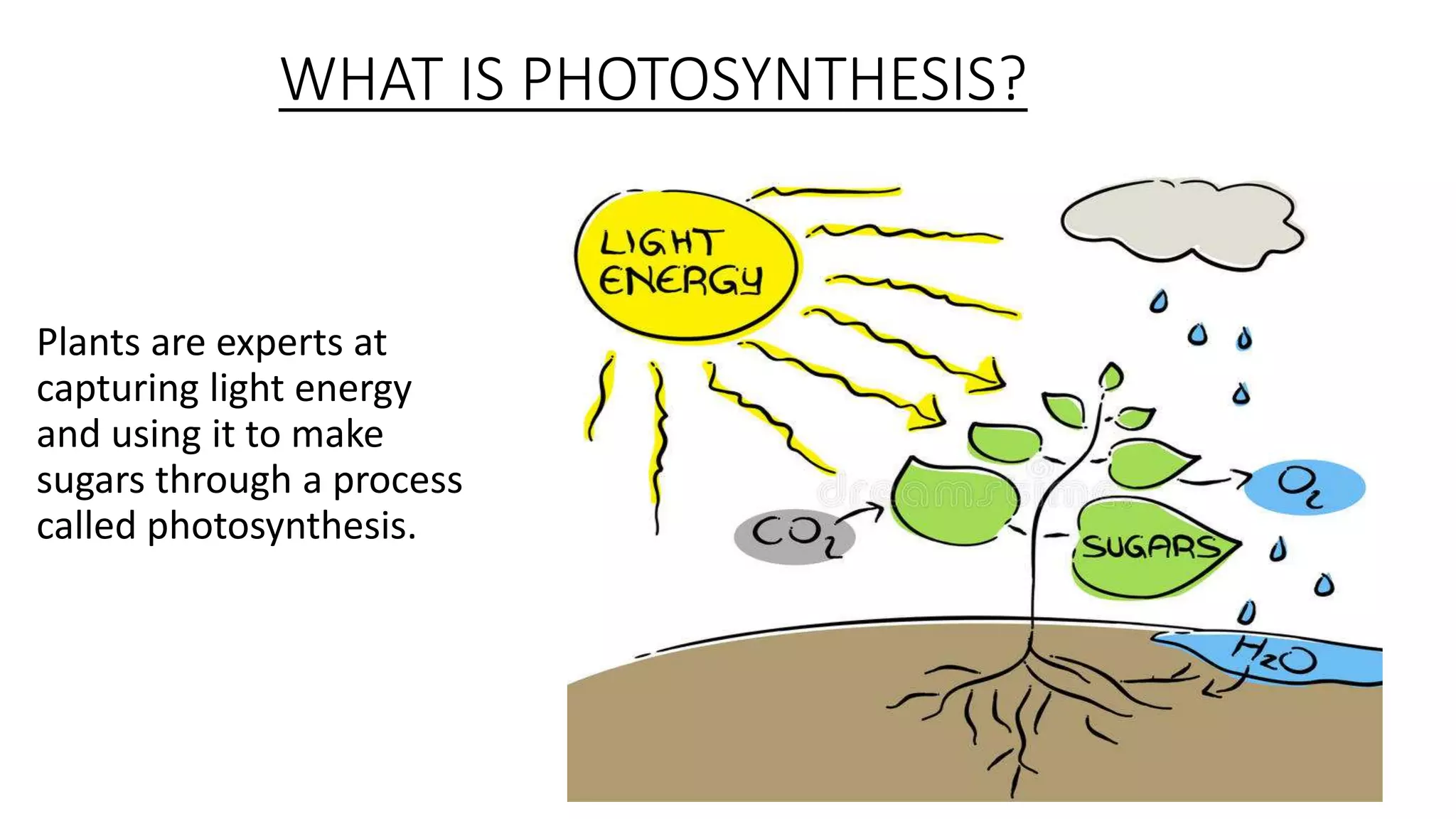 Photosynthetic pigments | PPTX