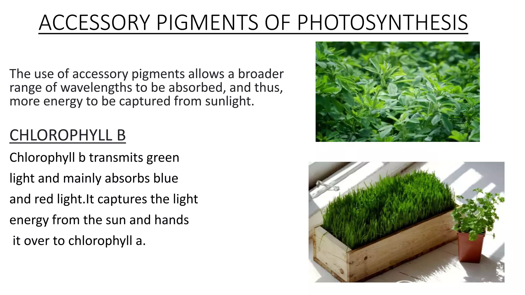 Photosynthetic pigments | PPTX