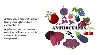 Photosynthetic pigments | PPTX
