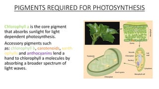 Pigment In Photosynthesis
