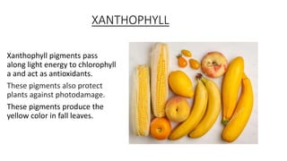 Photosynthetic pigments | PPTX