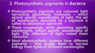 Photosynthetic Pigments in bacteria.pdf