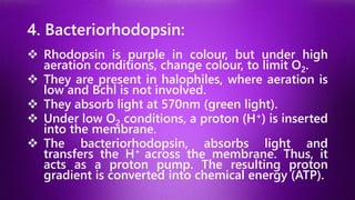 Photosynthetic Pigments in bacteria.pdf