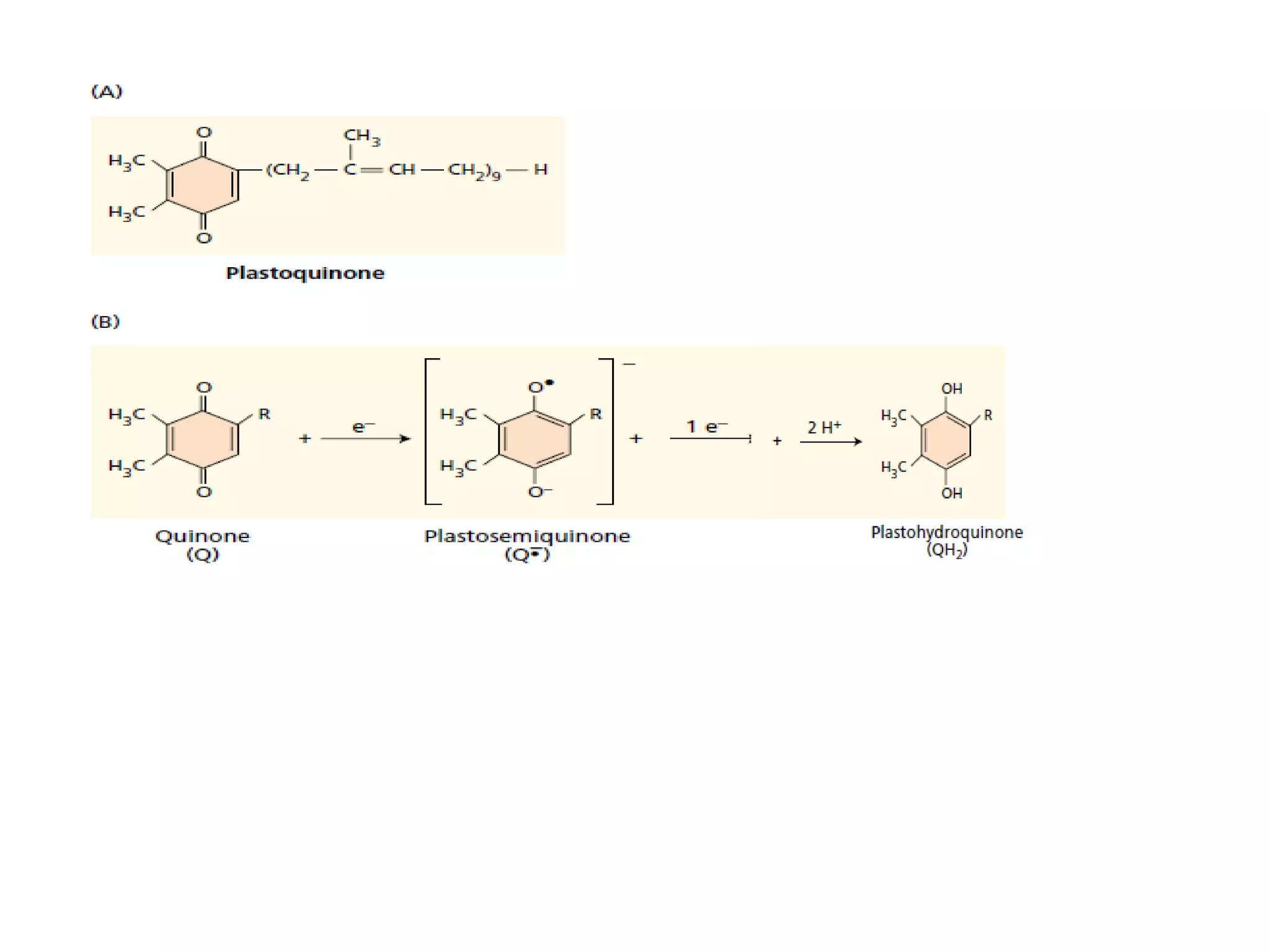 Photosynthesis-2- light reaction - Q-CYCLE | PPT